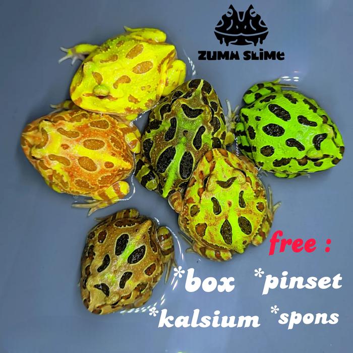 Jual kodok pacman frog all varian garansi D.O.A - HANYA PACMAN - Kota ...