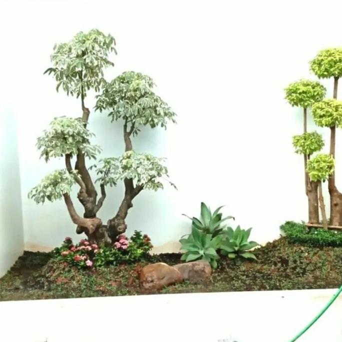 Jual borongan taman mewah bonsai randu varigata/bonsai anting putri ...