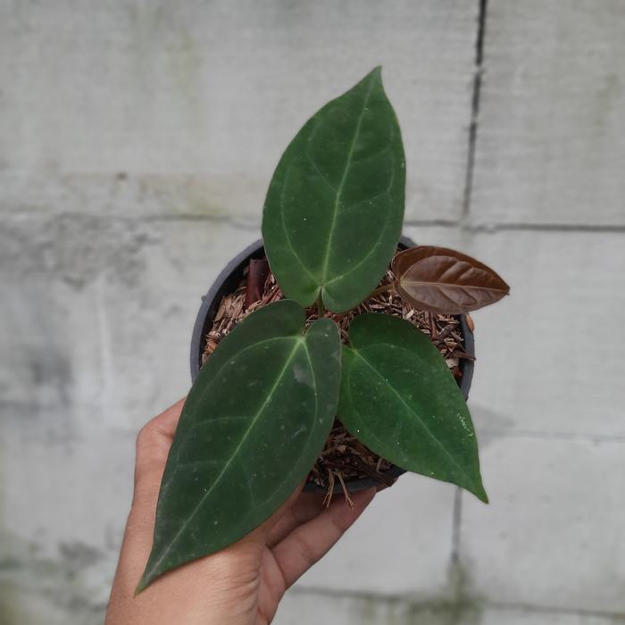 Jual Anthurium goliath X papillilaminum new leaf - Kab. Bogor ...