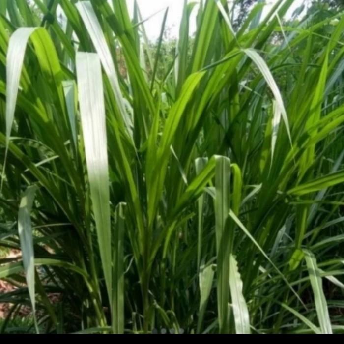 Jual Jual Rumput pakchong segar,pakan hewan kaya nutrisi,bergizi,sehat ...