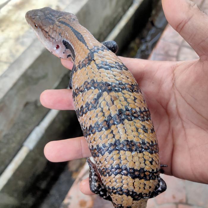 Jual PANANA MARAUKE NO TANIMBAR KEI HALMAHERA AMBON IGUANA - Jakarta ...