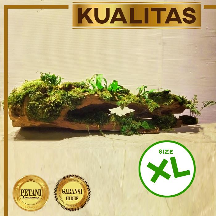 Jual Mini Forest Kayu Rentek (XL) Hiasan Aquarium Ikan Aquascape ...