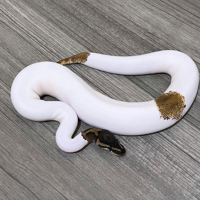Jual ULAR BP BALLPYTHON HI WHITE PIED CALICO NO RETIC MOLU PYTHON CORN ...