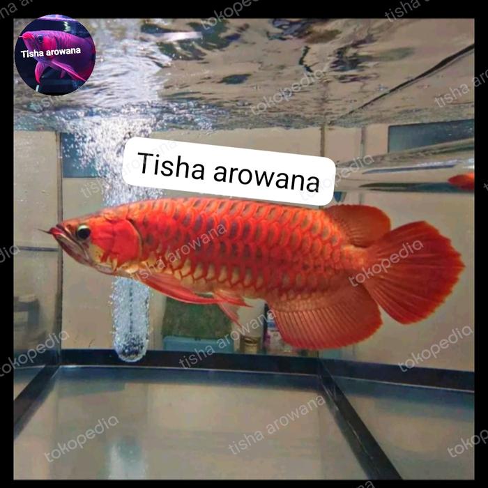 Jual arwana super red chili sepauk sr Chili Kalimantan barat - Jakarta Timur - tisha arowana ...