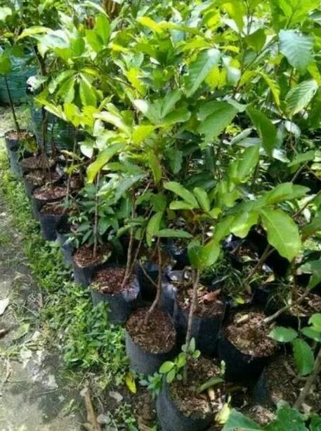 Jual Bibit tanaman buah Rambutan Langka Antalagi Super Manis, Tebal ...