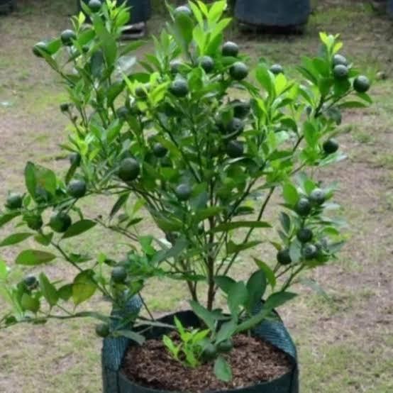Jual Pohon jeruk limau - pohon jeruk limo - Kota Depok - Audrey Flora ...