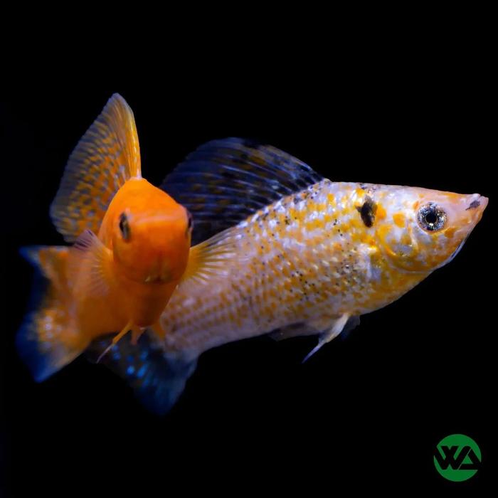 Promo ikan hias velifera molly moli golden thai panjang aquascape fish ...