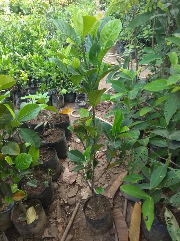 Jual Pohon Nangka Mini Merah Tinggi 1,2 Meter Asli - Kab. Bogor ...