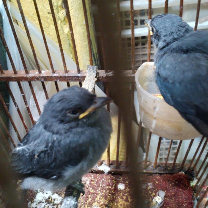 Jual anakan burung kekep babi pilihan - Jakarta Timur - toko_burung ...