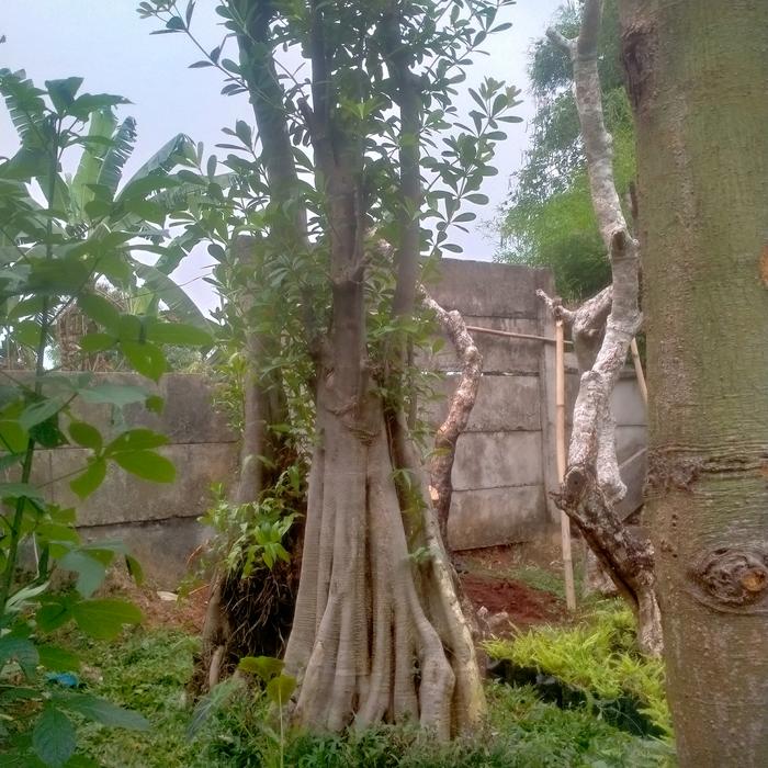 Jual pohon pule air/pohon fosil pule air - Kab. Bogor - Aqila flora ...