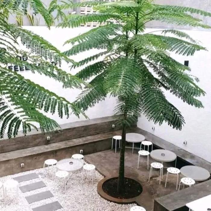 Jual Pohon hias solobium pakis brazil tinggi 2m - Kota Depok ...