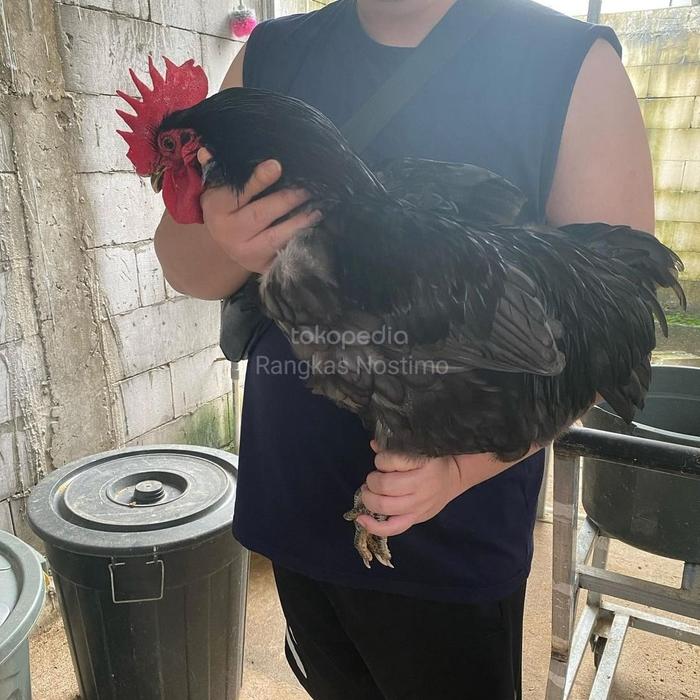 Jual AYAM AUSTRALORP IMPORT DAN BARREDROCK 1 BULAN - AUSTRALORP ...