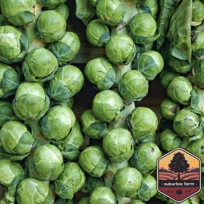 Jual Terlaris!! 10 Biji Benih Brussel Sprout Bibit Sayuran Kubis Mini ...