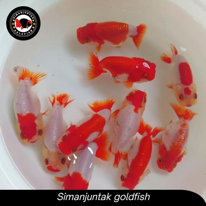 Jual Rancu red white / ikan mas koki rancu red white fancy / ikan hias ...