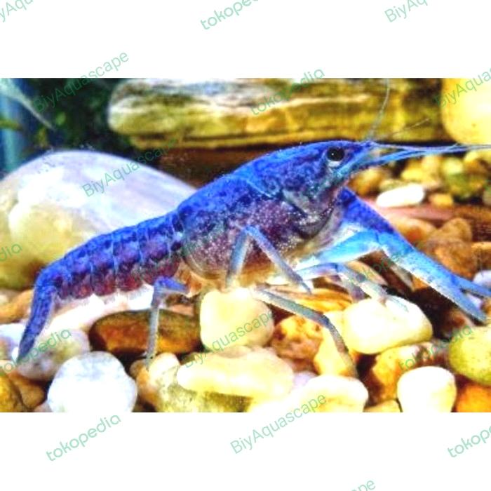 Jual UDANG LOBSTER BIRU / UDANG LOBSTER BLUE - Jakarta Selatan ...