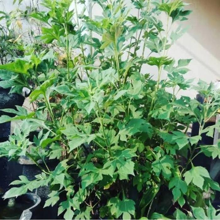 Jual Bibit stek batang insulin atau kipahit/pahitan/kembang bulan ...