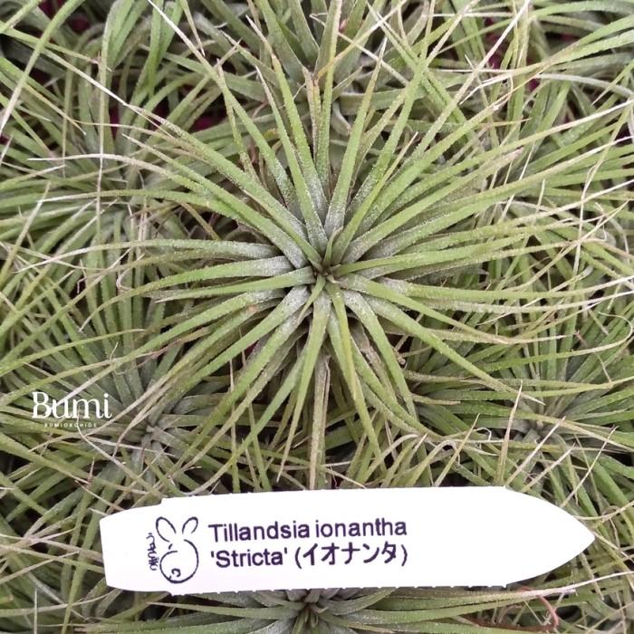 Promo Tillandsia ionantha 'Stricta' - import BUMI Air Plant Tanaman ...