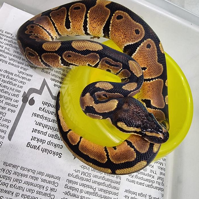 Jual ball python normal - Jakarta Pusat - lyna savera | Tokopedia