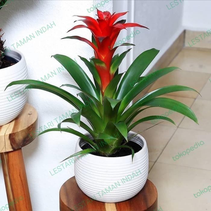 Jual tanaman hias bromelia guzmania bunga merah pohon bromelia gusmania ...