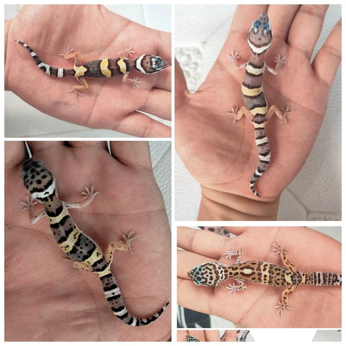 Jual Leopard Gecko Juve 2-4 bulan pilih sesuai morph - Blacknight Cros ...