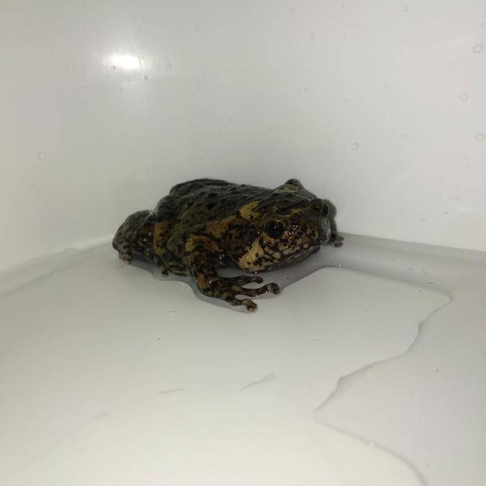Jual asian banded bullfrog - Kota Bandung - Landakmini_Area_Bandung ...
