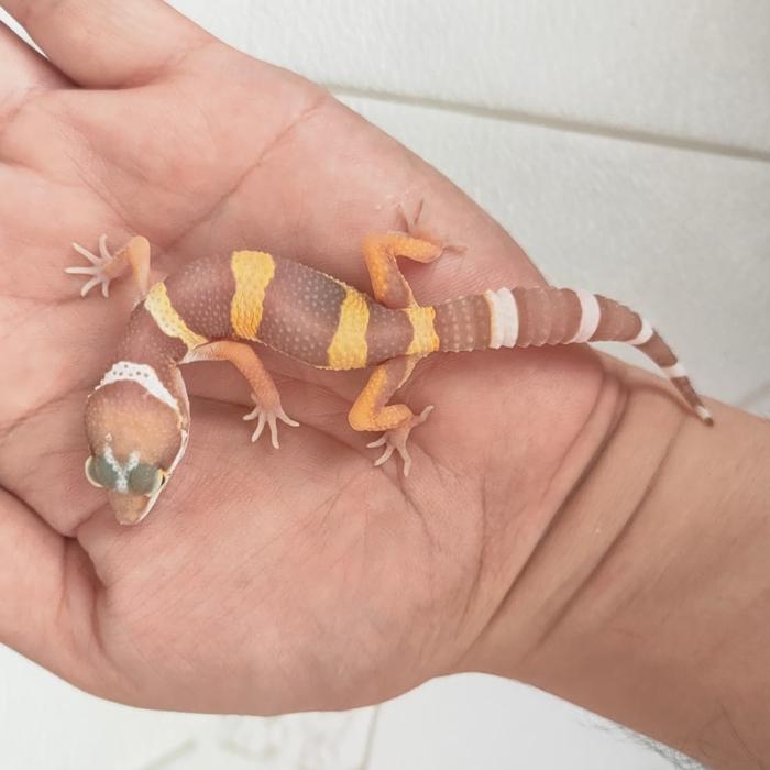 Jual Leopard Gecko Juve 2-4 bulan pilih sesuai morph - Choco Cross ...