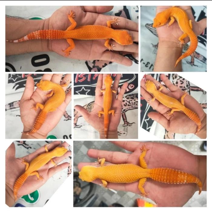 Jual Leopard Gecko Juve 2-4 bulan pilih sesuai morph - Sunglow - Kab ...