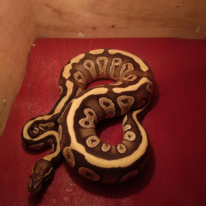 Jual ball python mojave vanilla/fire - Kota Bandung - tikus-tikusan | Tokopedia
