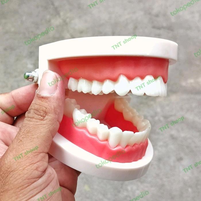 Jual dental model gigi phantom edukasi peraga dental gigi phantom ...