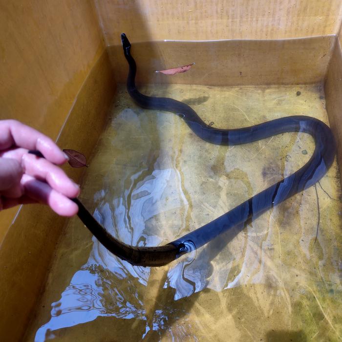 Jual ular python fuscus jinak rare no retic bp kingsnake cornsnake ...