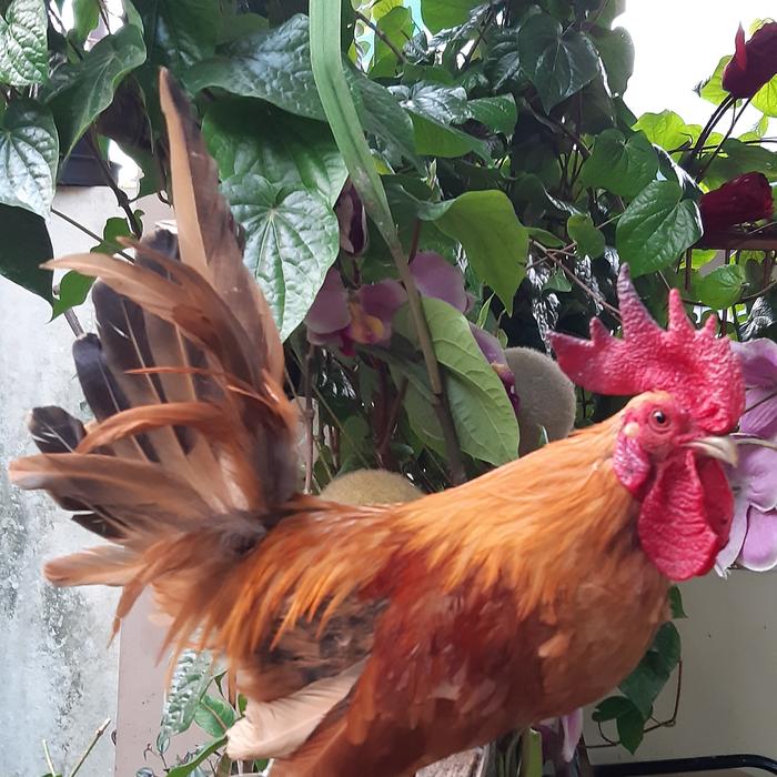Ayam Kate Betina