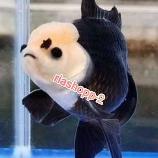 Jual ikan mas koki panda for aquascape aquarium kolam Sultan mewah ...