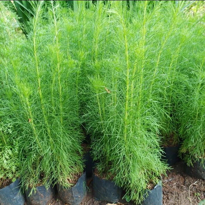 Jual tanaman hias cemara air elegant feather pohon cemara air adas ...