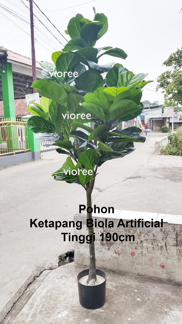 Jual Pohon Ketapang Artificial Hias Plastik Biola Tinggi 190cm - Kota ...