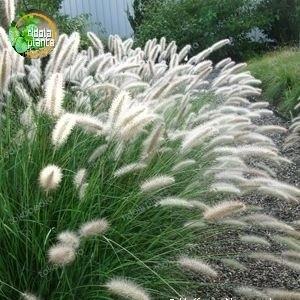 Jual rumput ekor kuda/rumput ilalang hijau - Kota Batu - ridola plants ...