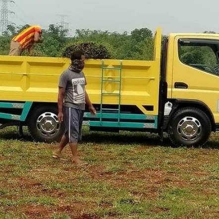 Jual rumput gajah paitan 1 truk engkel rumput gajah biasa 1 engkel ...