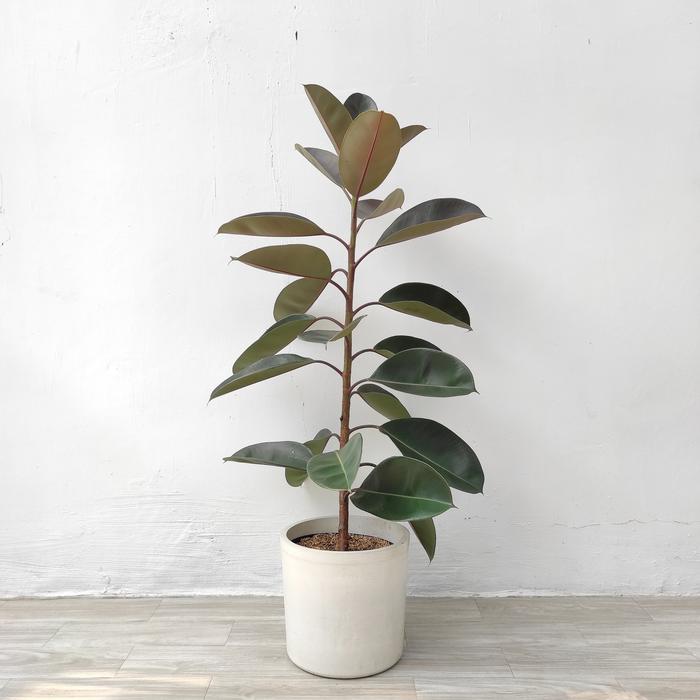 Jual FICUS ELASTICA Size XL - KARET KEBO | Tanaman Hias - Pot Tanaman ...