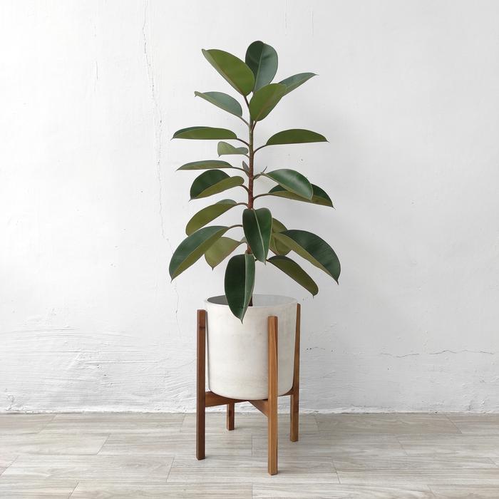 Jual FICUS ELASTICA Size L - KARET KEBO | Tanaman Hias - Pot Tanaman ...