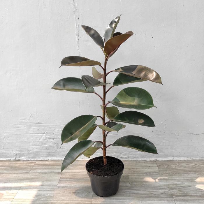 Jual FICUS ELASTICA Size L - KARET KEBO | Tanaman Hias - Tanaman Indoor ...