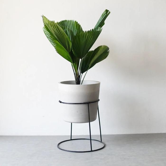 Jual PALM KOL + POT CONCRETE | Tanaman Hias - Tanaman Indoor - Pot ...