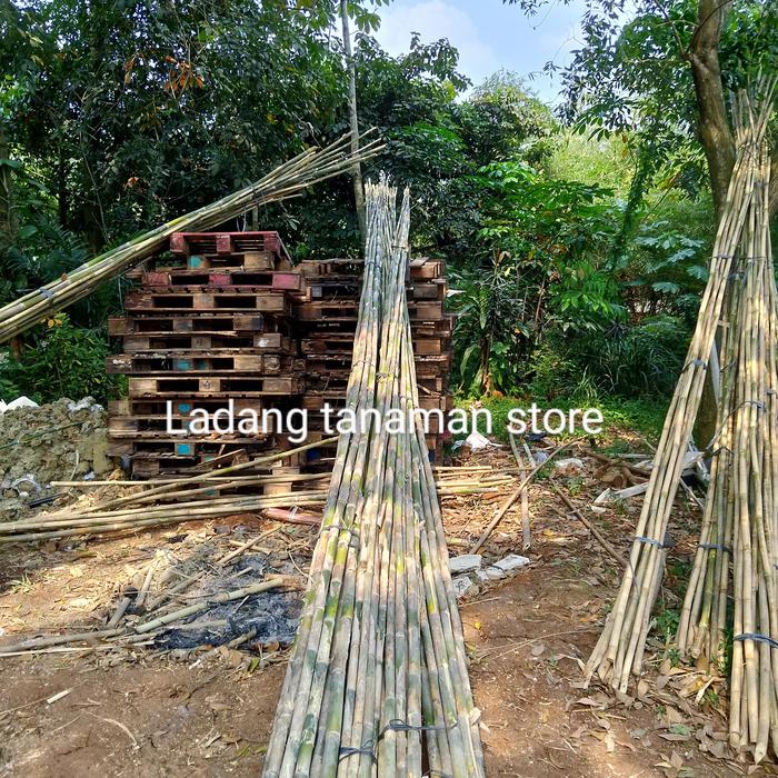Jual Bambu Jepang Tiang Bendera//Umbul-umbul Panjang Bambu 6Meter ...