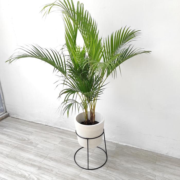 Jual PALM KUNING + POT | Tanaman Hias - Tanaman Indoor - Pot Tanaman ...