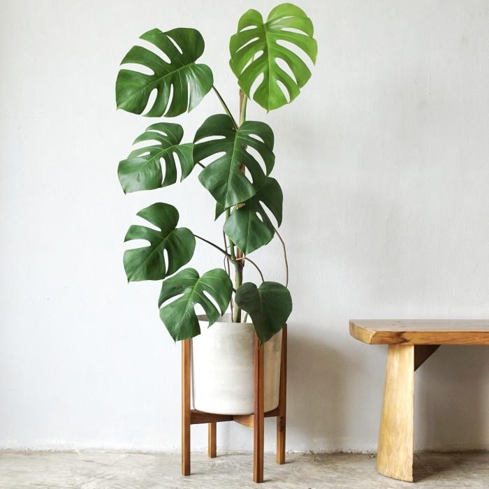 Jual MONSTERA + Pot Concrete | Tanaman Hias - Tanaman Indoor - Pot ...