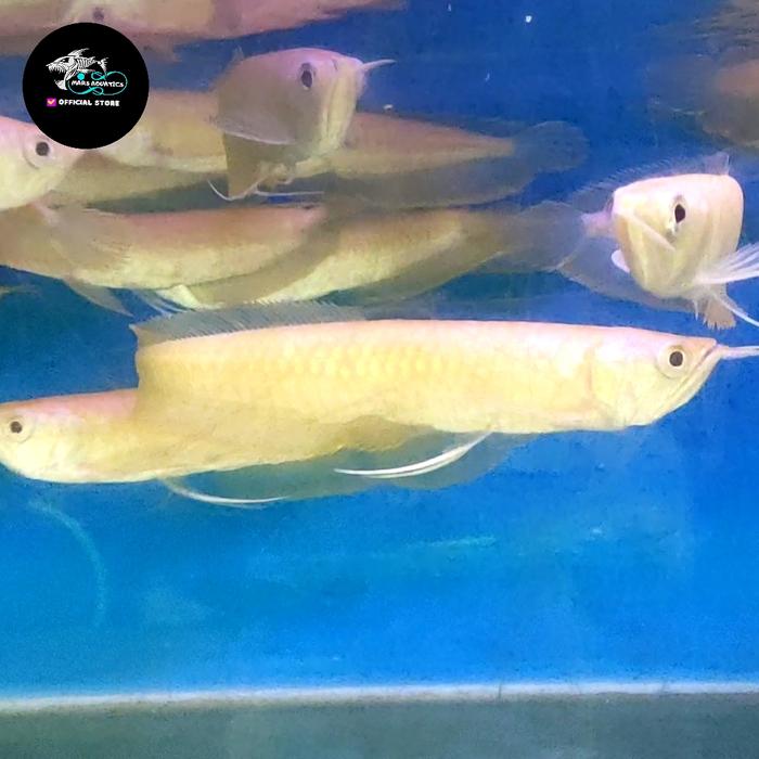 Promo IKAN HIAS IKAN ARWANA BRAZIL SILVER ALBINO TANKMATE - Jakarta ...