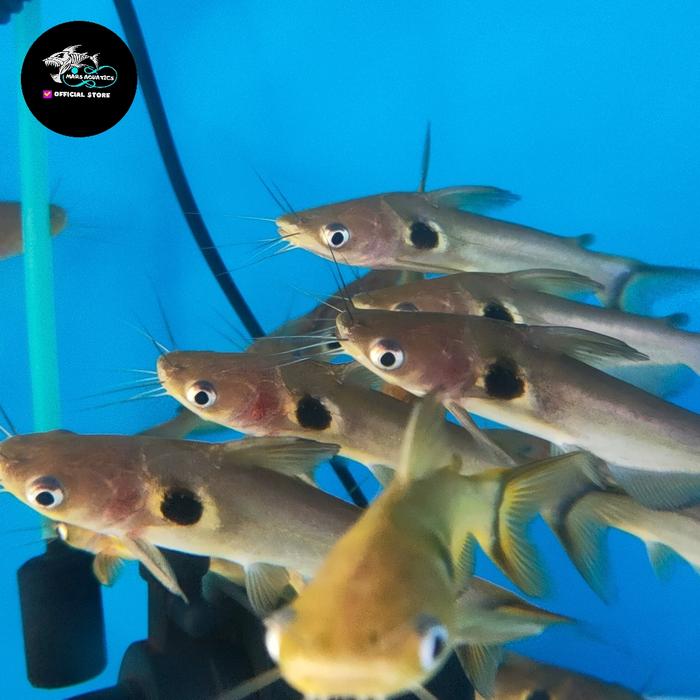 Jual IKAN HIAS SUN CATFISH - Jakarta Barat - Mars Aquatic Official ...