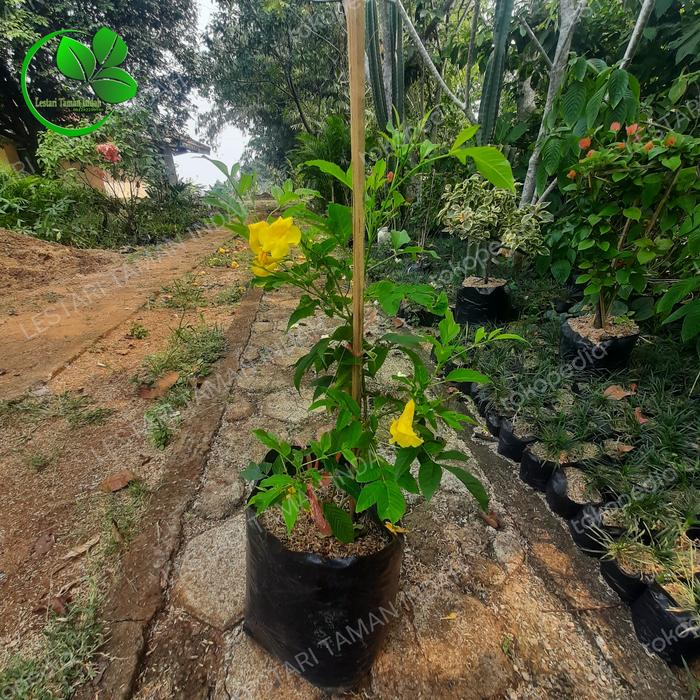 Jual tanaman hias bunga tecomaria pohon bunga tekomaria bunga kuning ...