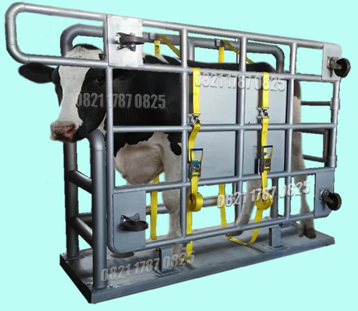 Jual Alat Perebah Sapi Kurban / Qurban - Manual - Kota Bogor - Agromoda ...