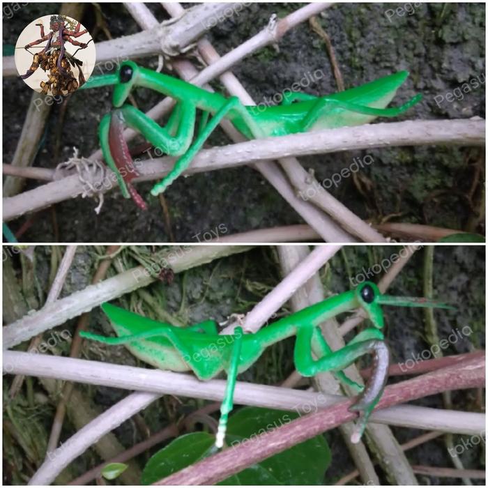 Jual Praying Mantis Belalang sembah insect serangga miniature figure murah - Kota Bandung ...