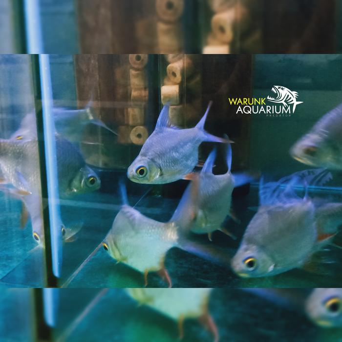 Jual Warunk Aquarium Ikan Hias Tankmate Predator Green Kaviat SB Short ...