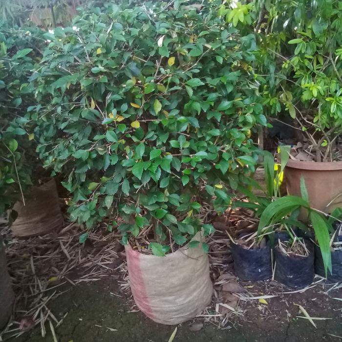 Jual Pohon teh-tehan bulat - Kota Depok - Arsya_store18 | Tokopedia